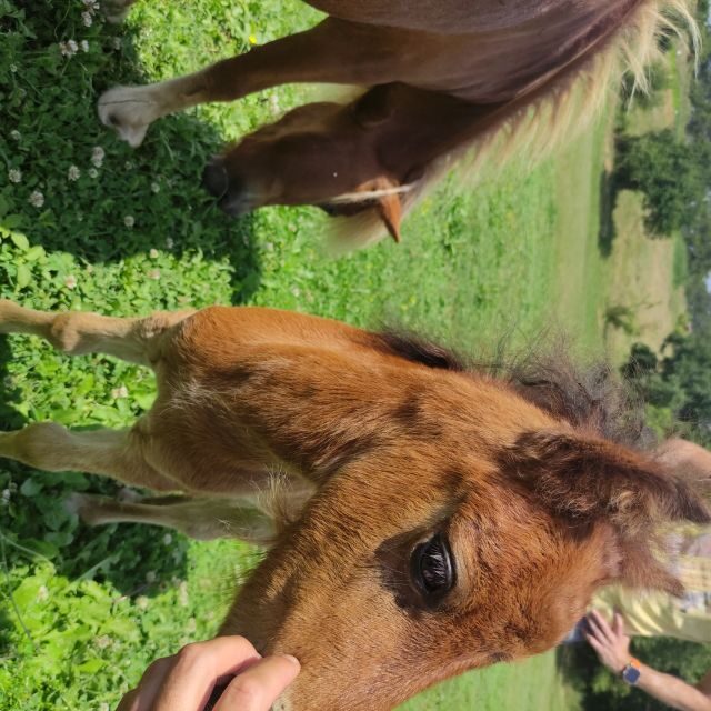Thessaloniki:Horse Riding in a farm - Cost and Value