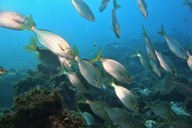 Third Island:Ileus of the Goats -Boat Trip - Final Thoughts: Who Will Love This Experience?