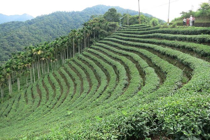Thousand Island Lake and Pinglin Tea Plantation from Taipei - Key Points