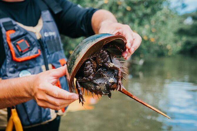 Thousand Islands Mangrove Tunnel Kayak Tour with Cocoa Kayaking! - Analyzing the Value: Is It Worth the Price?