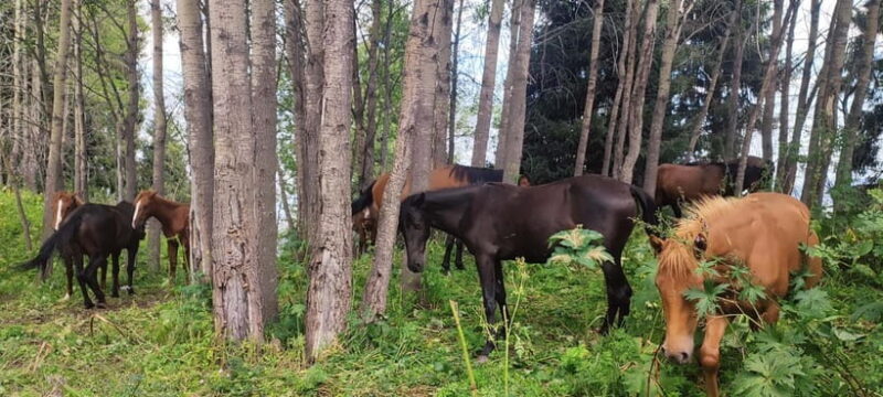 Three Brothers Peak and Kok Zhailyau: Path to the Clouds - A Deep Dive into the Experience