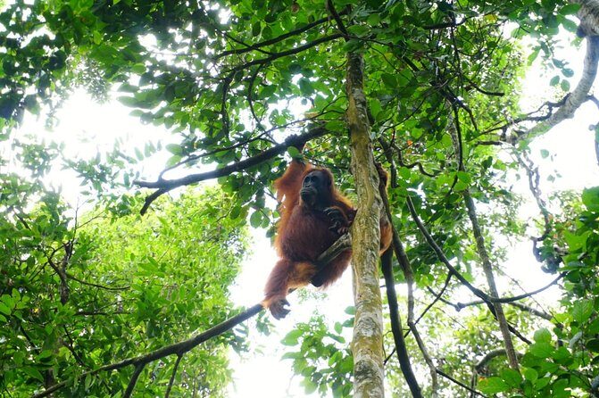 Three days orangutans adventure in Gunung Leuser - The Tubing Finale