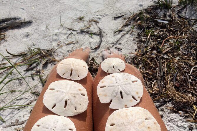 Three Hour Shelling Cruise to Shell Key Preserve from John's Pass - The Return Journey