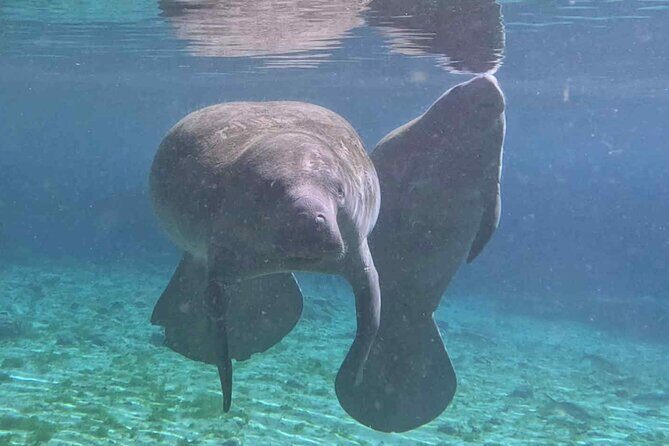Three Sisters Tandem Kayak and Snorkeling Manatee Tour - Who Will Love This Tour?
