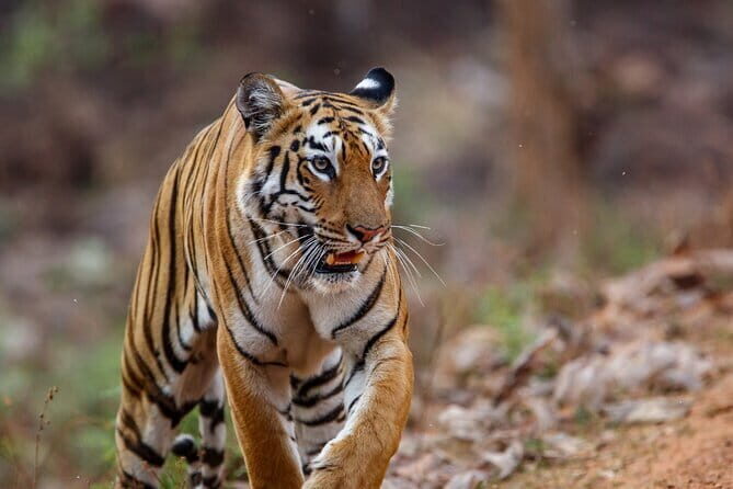 Thrilling Jeep Safari in Jim Corbett National Park with Guide - Key Points