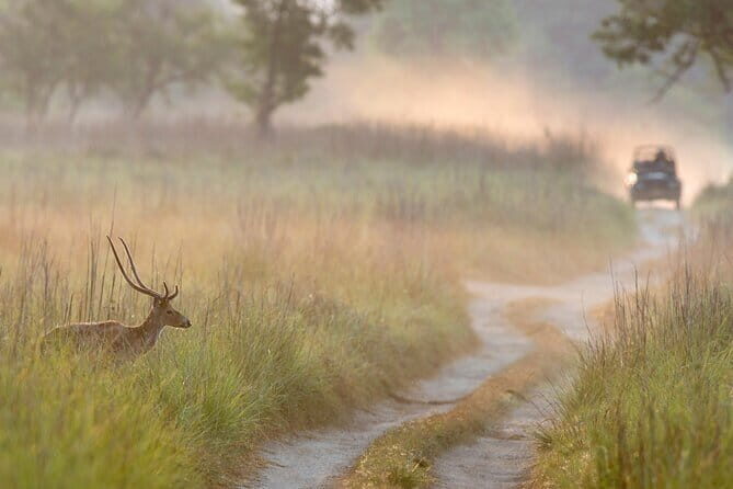 Thrilling Jeep Safari in Jim Corbett National Park with Guide - Who Will Appreciate This Tour?