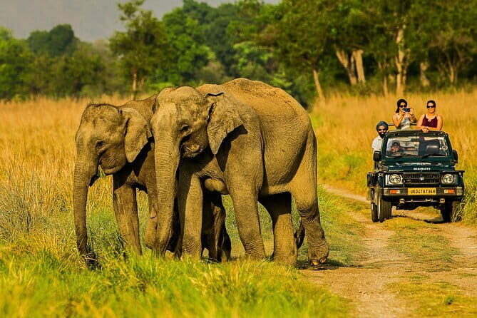 Thrilling Jeep Safari in Jim Corbett National Park with Guide - FAQ
