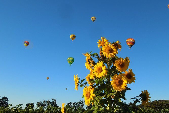 Thrilling Napa Balloon Ride: No change after 5pm the day prior to balloon tour - Key Points