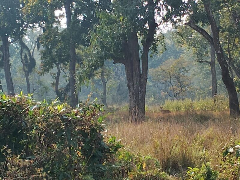 Thrills and Tranquility: Jeep Safari and Canoeing in Chitwan - Authentic Experiences and Traveler Feedback