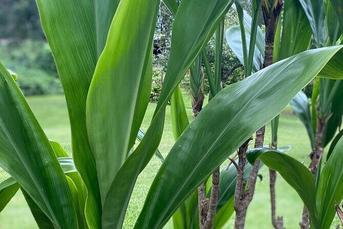 Ti Leaf Bracelet Craft Class on Maui - FAQ