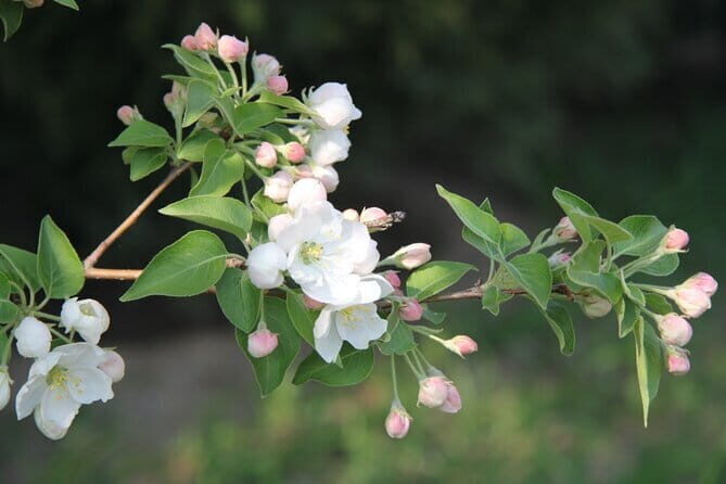 Tiananmen Square - Registration Ticket - FAQ