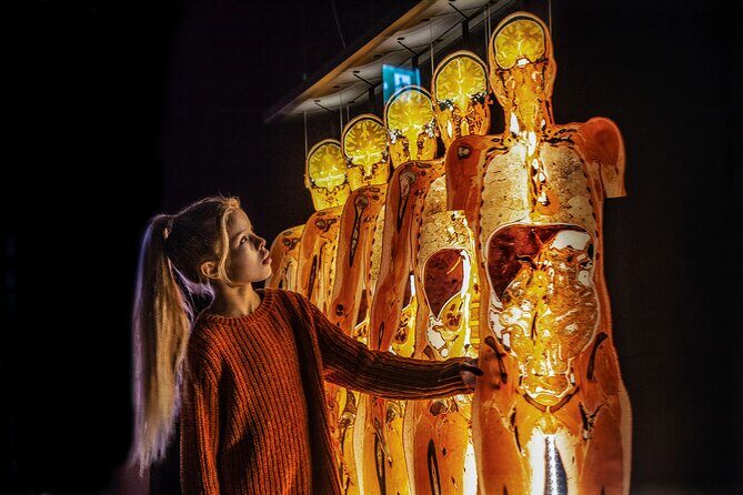 Ticket Expo Body Worlds in Bruges, Belgium - Exploring the Itinerary