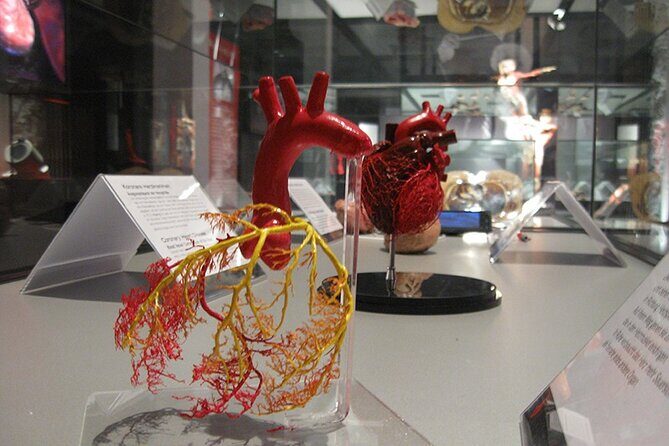 Ticket Expo Body Worlds in Bruges, Belgium - Who Will Enjoy This Experience?
