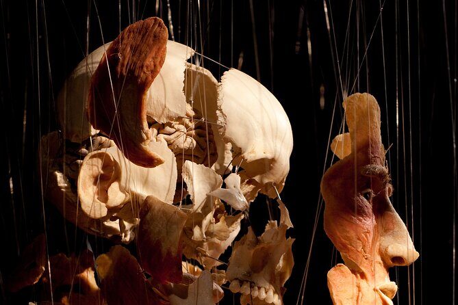 Ticket Expo Body Worlds in Bruges, Belgium - FAQs About Ticket Expo Body Worlds in Bruges