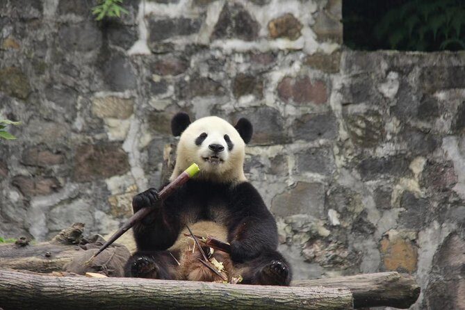 Ticket reservation for Chengdu Giant Panda Breeding Base - Traveler Reviews and Feedback