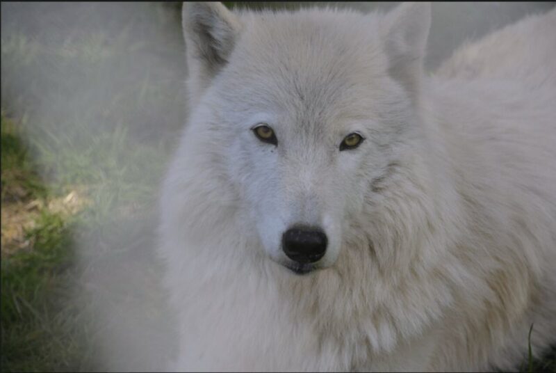 Tidewater: White Wolf Sanctuary Tour and Presentation - An Authentic Wildlife Encounter: What the Tour Looks Like