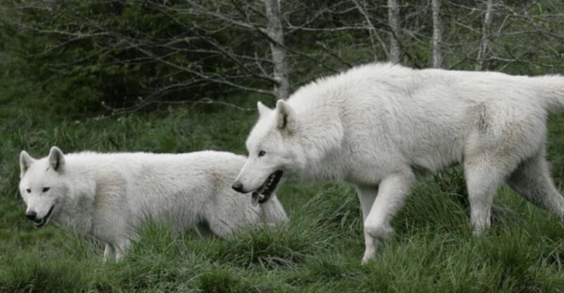 Tidewater: White Wolf Sanctuary Tour and Presentation - Education and Conservation