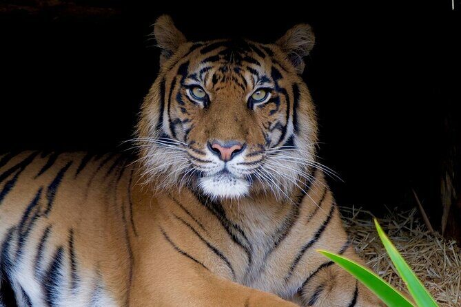 Tiger Experience at Melbourne Zoo - excl. entry - The Value of Behind-the-Scenes Access