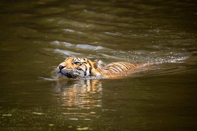 Tiger Experience at Melbourne Zoo - excl. entry - FAQ