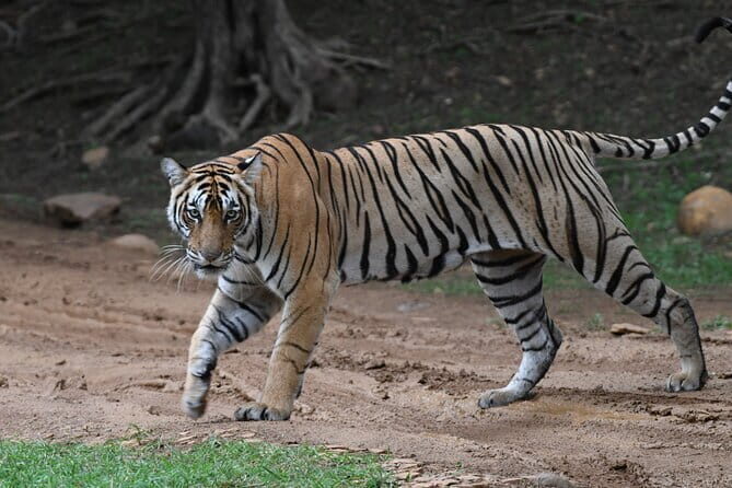 Tiger Safari In Ranthambore Day Trip - Key Points