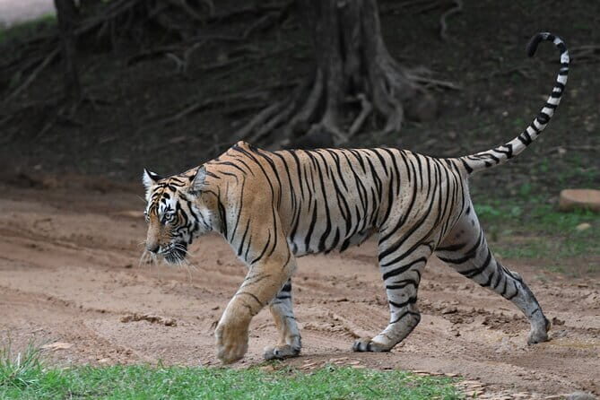 Tiger Safari In Ranthambore Day Trip - What to Expect During the Safari