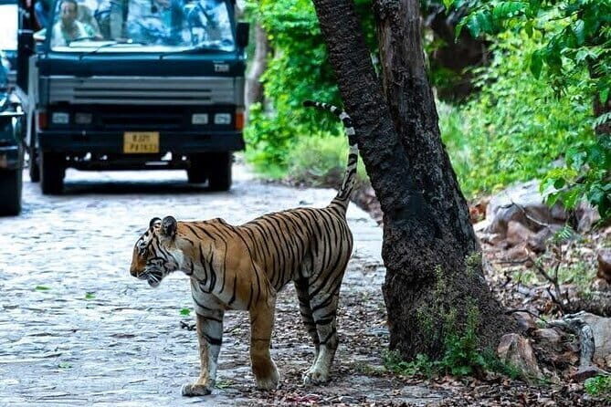 Tiger Safari In Ranthambore Day Trip - Authenticity and Experience