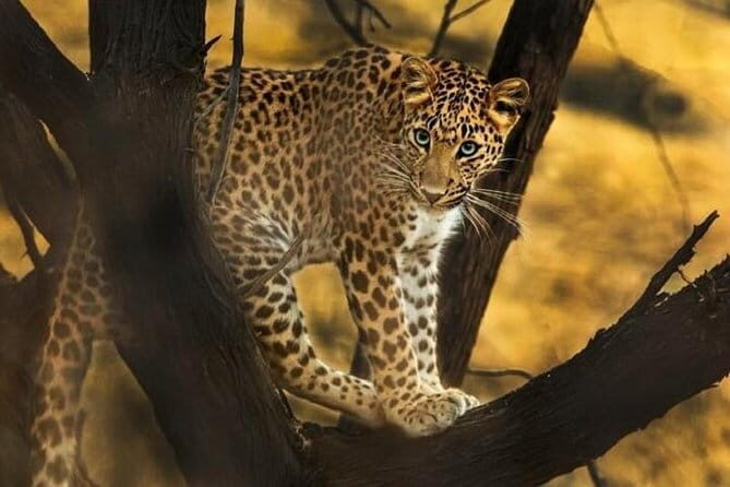 Tiger Safari In Ranthambore Day Trip - Who Should Consider This Tour?