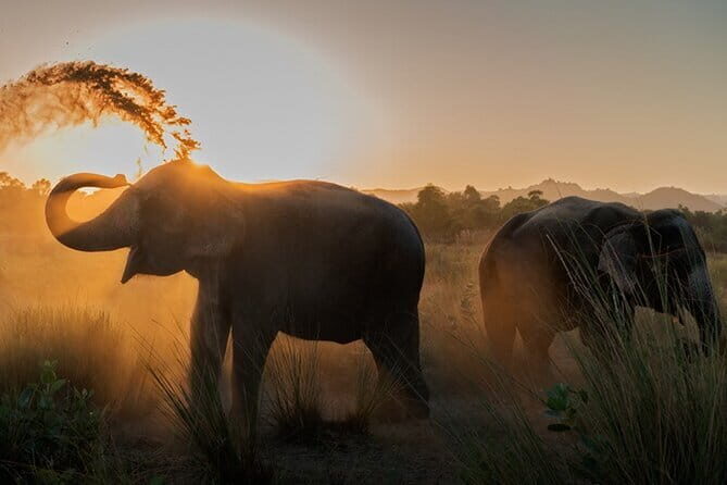 Tiger Safari In Ranthambore Day Trip - Frequently Asked Questions