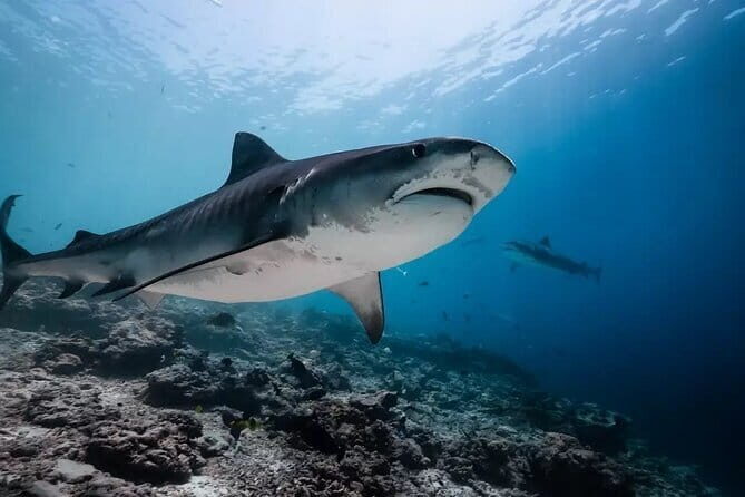 Tiger Shark Diving in Fuvahmulah:8 Days, 7 Nights 15 dives offer - Introduction