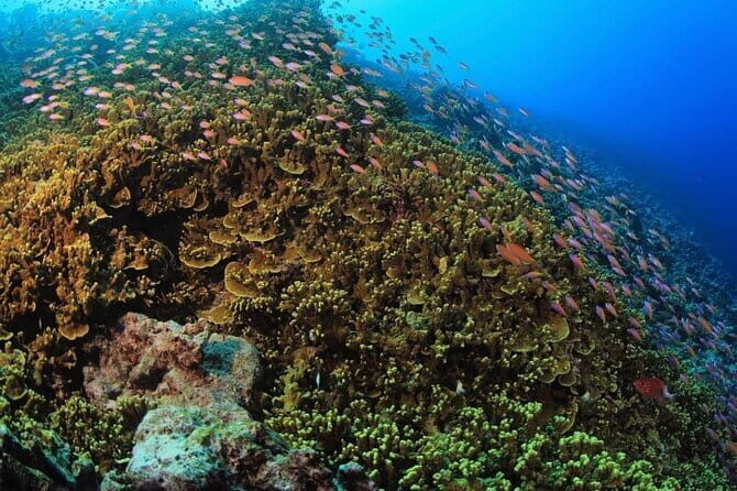 Tiger Shark Diving in Fuvahmulah:8 Days, 7 Nights 15 dives offer - The Experience in Depth