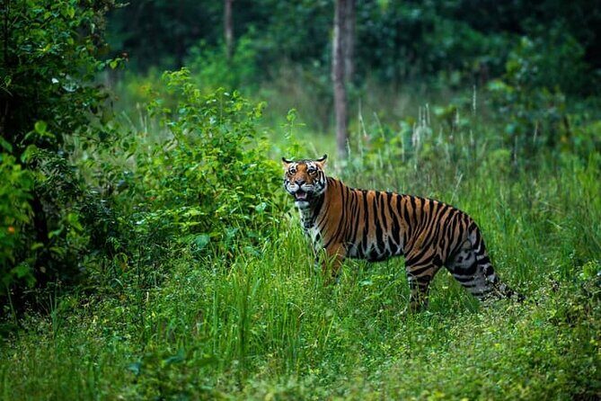 Tiger, Temple & Ancient Caves - Who Will Love This Tour?