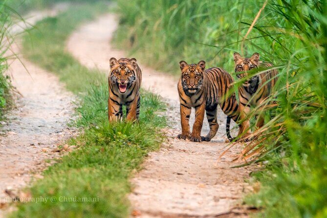 Tiger Tracking Nepal (Chitwan National Park) - Final Thoughts: Is It Worth It?