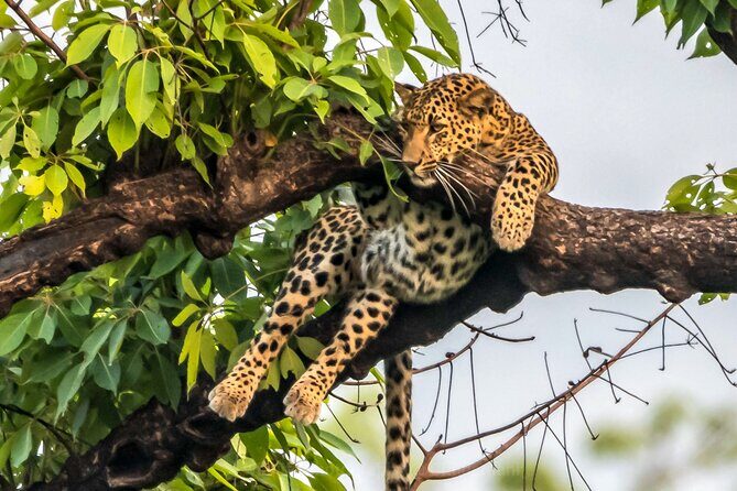 Tiger Tracking Nepal (Chitwan National Park) - FAQ