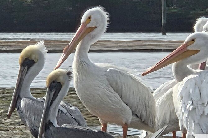 Tiki Pub Amazing Dolphin Eco Adventure - Who Should Book This Tour?