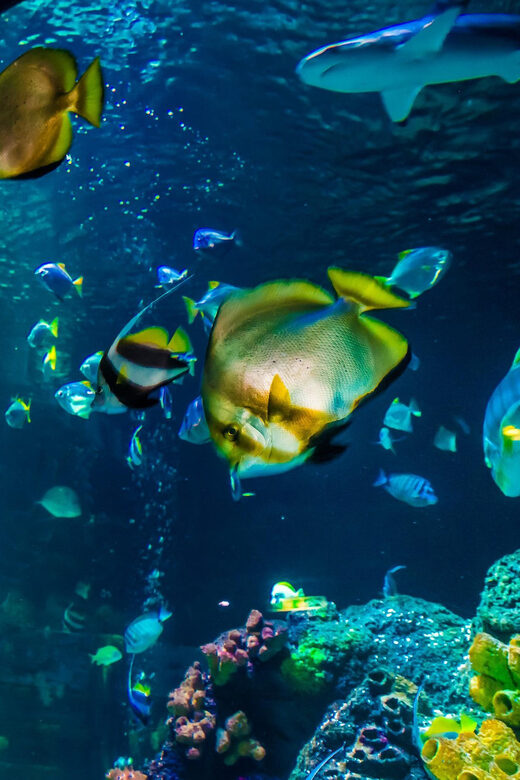 Timmendorfer Strand: SEA LIFE Behind the Scenes Tour - Final Thoughts: Is It Worth It?