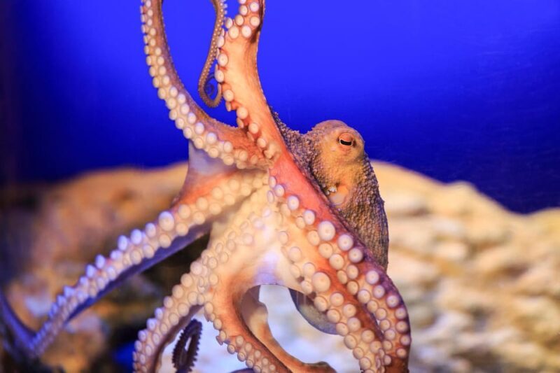 Timmendorfer Strand: SEA LIFE Behind the Scenes Tour - FAQ