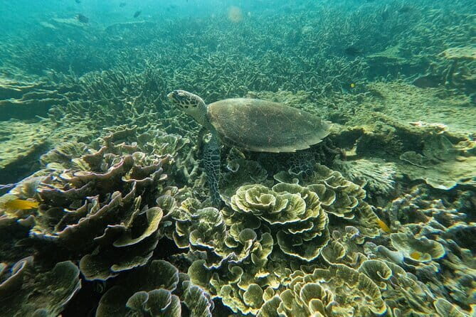 Tioman Coral Island Snorkeling & Island Hopping Tour - Key Points