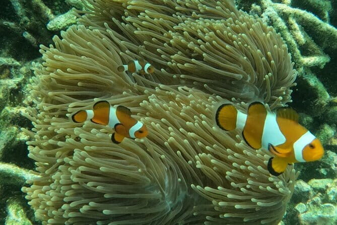 Tioman Coral Island Snorkeling & Island Hopping Tour - The Itinerary in Detail