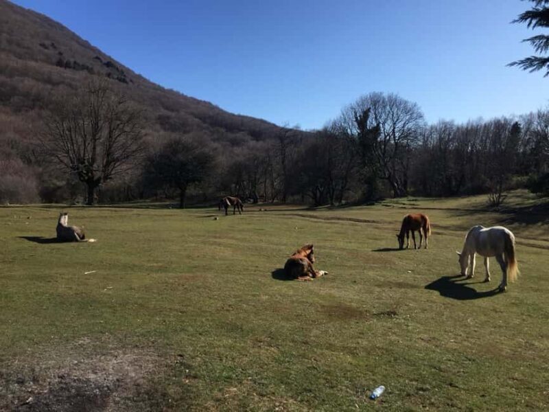 Tirana: Dajti National Park and Tujani Peak Hiking Tour - Final Thoughts