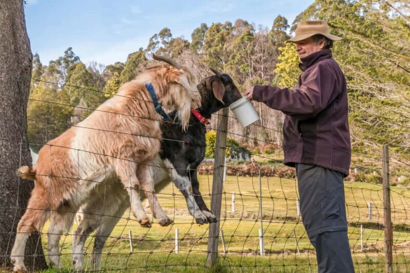 Tirana/Durrës/Golem: Farm Tour with Cheese & Raki Tasting - An All-Too-Rrequent Taste of Albania’s Countryside
