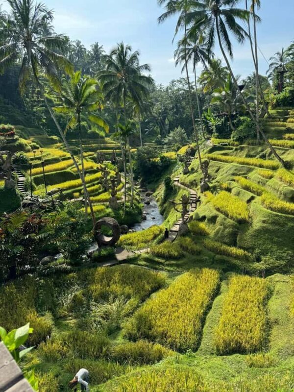 Tirta Empul: Highlights Tour with Cleansing & Rice Terrace - Key Points