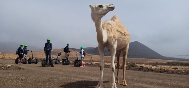 Tiscamanita: Segway Tour, Aloe Vera Farm & Mills Museum - FAQ