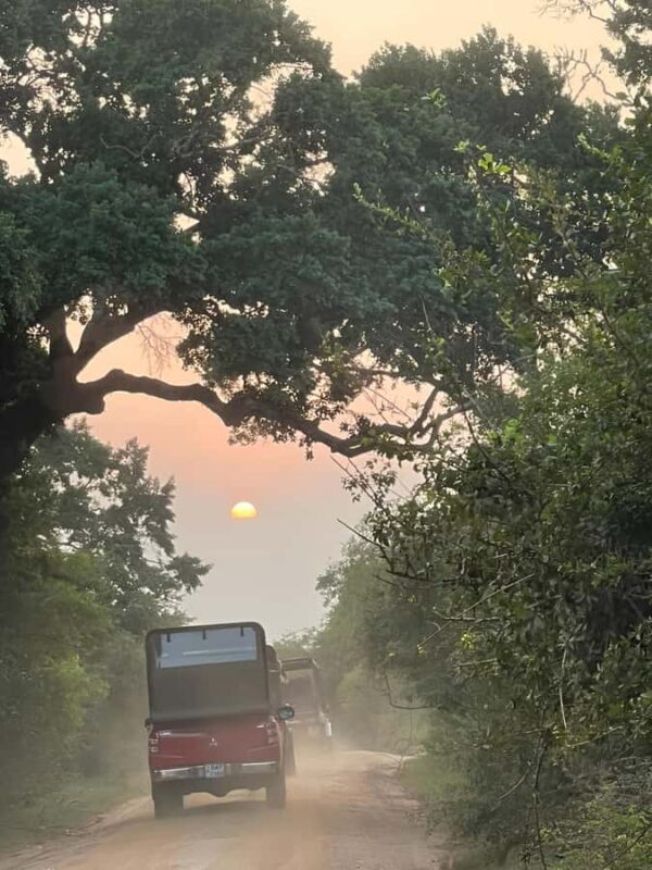 Tissa: Yala National Park Private Jeep Safari with Meals - Introduction: What’s on Offer
