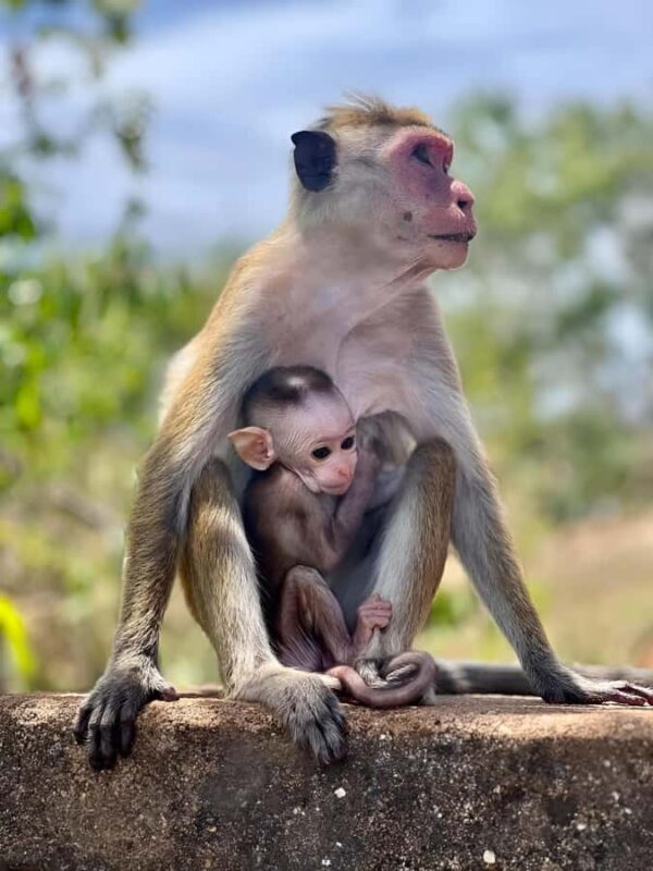 Tissa: Yala National Park Private Jeep Safari with Meals - Why You Might Love This Tour