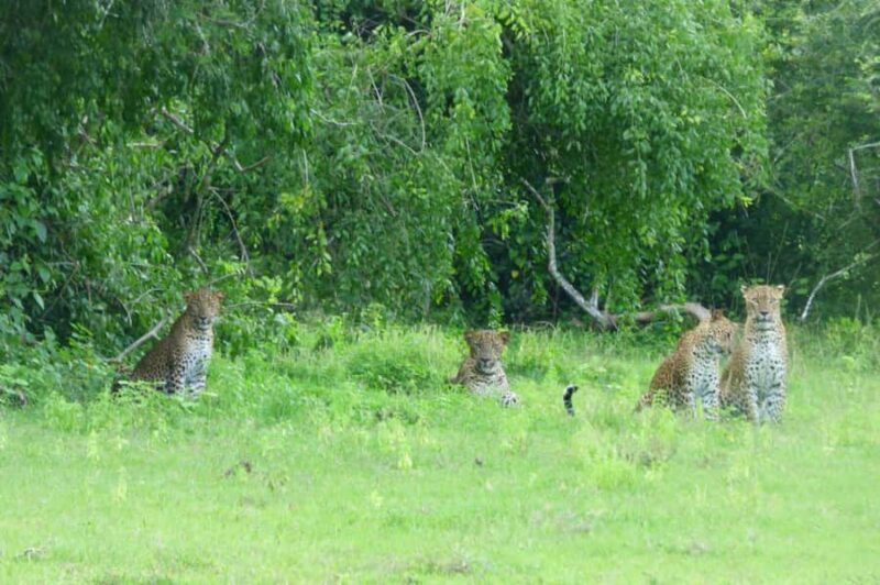 Tissa: Yala National Park Private Jeep Safari with Meals - The Sum Up: Who Should Consider This Safari?