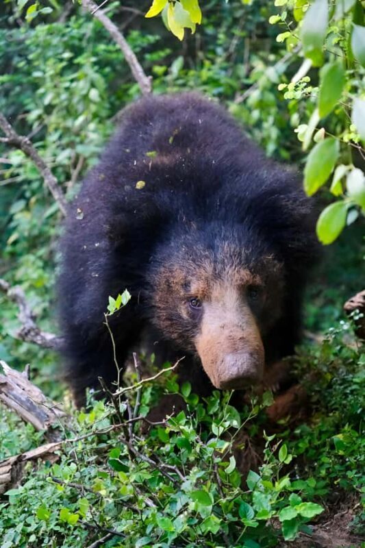 Tissa: Yala National Park Private Jeep Safari with Meals - FAQs