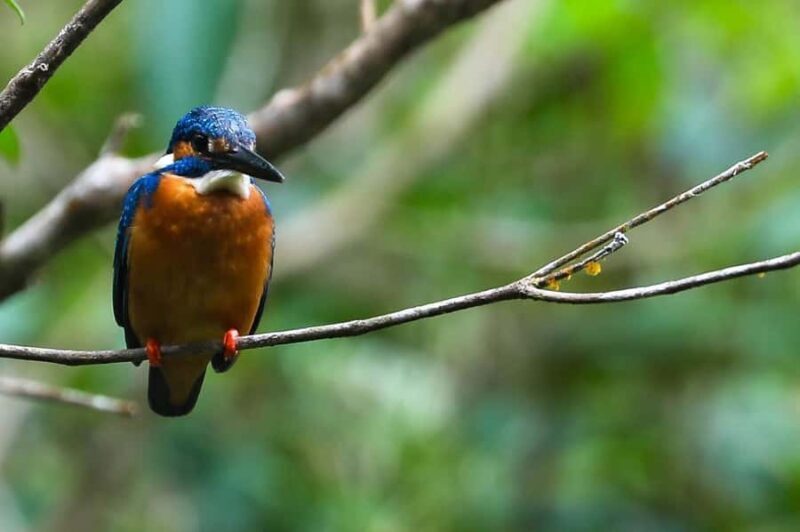 Tissamaharama: Birds Watching Tour - An Authentic Birdwatching Adventure in Tissamaharama
