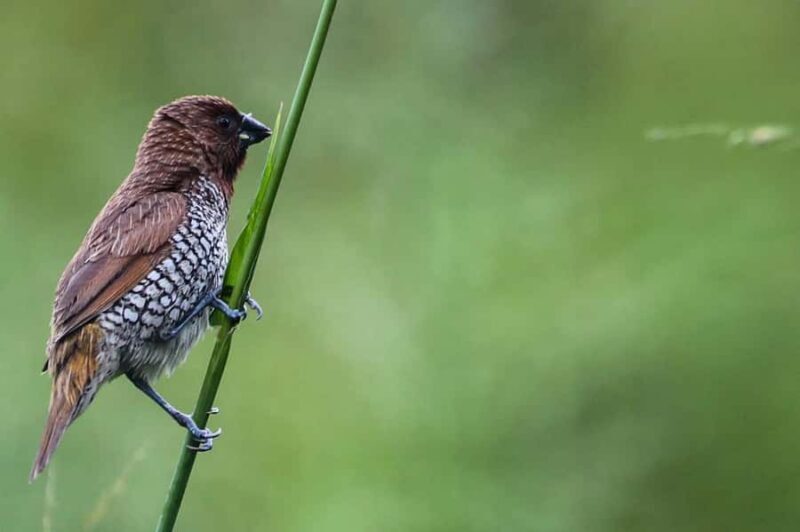 Tissamaharama: Birds Watching Tour - Who Should Consider This Tour?