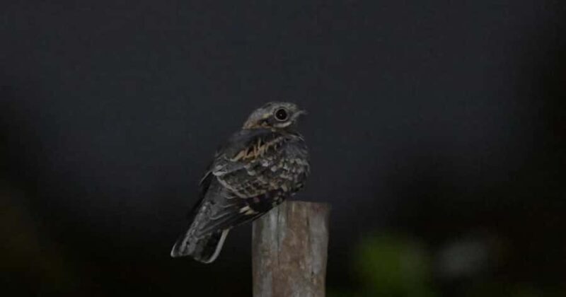 Tissamaharama: Birds Watching Tour - Frequently Asked Questions