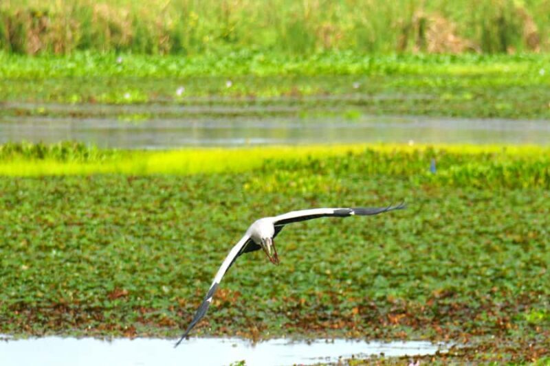 Tissamaharama - Evening Bird and Bat Watching Tuk-Tuk Tour - Key Points